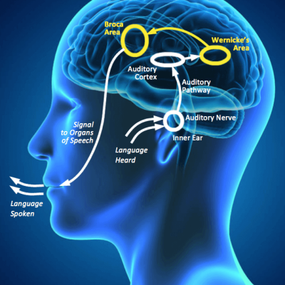 Real-time speech interpretation in the human brain | Eduway